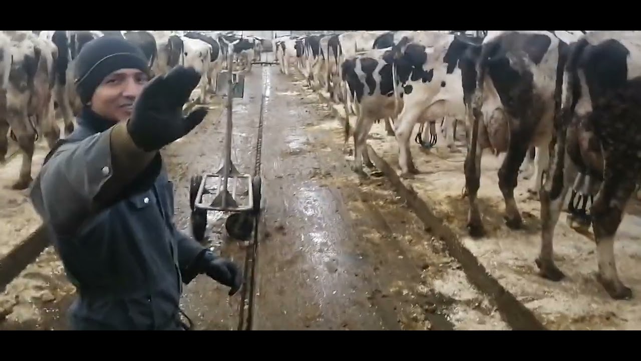 ordeño de vacas holisten en temporada de frío 🐄🐄 - YouTube