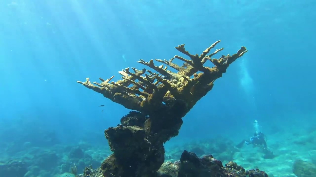 GTMO Diving - Windmill - YouTube