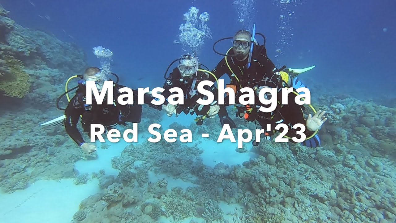 Diving - Marsa Shagra & Elphinstone - Red Sea - Apr'23 - Dolphin ...
