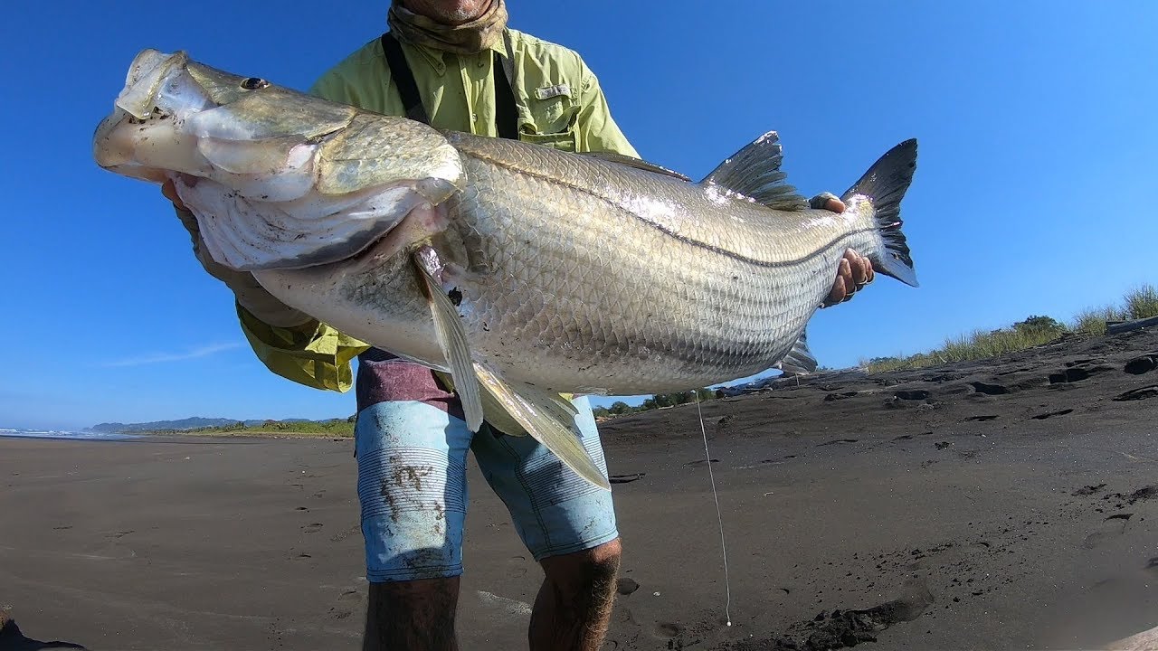 Gran Robalo! Costa Rica - YouTube