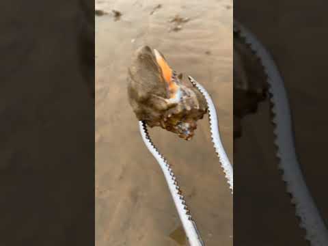 Top viral fish fishing Amazing fish video ,fishing video TIK TOK - YouTube