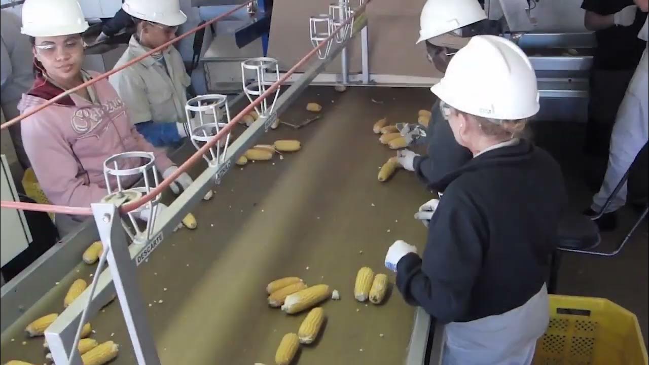 Corn cob sorting machine ZEA TOMRA Sorting - YouTube