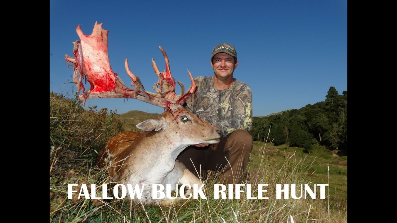 FALLOW BUCK HUNT - YouTube