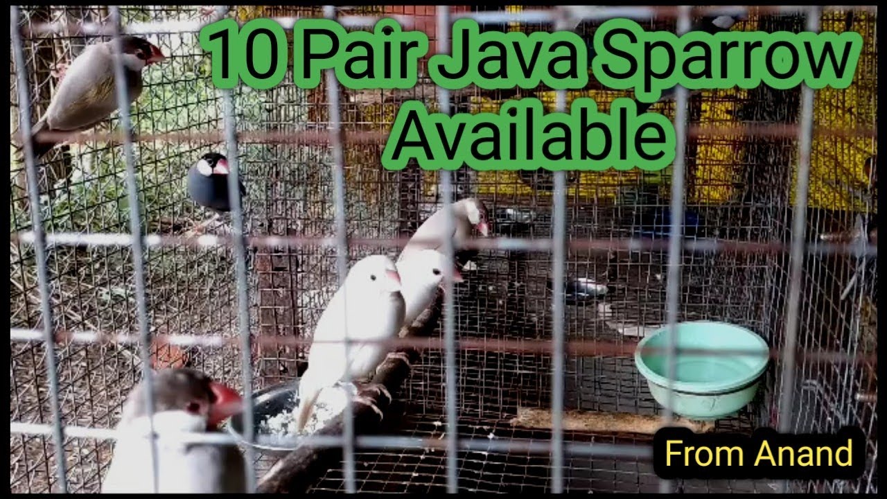 10 Pair Java Sparrow Available Location Anand Gujarat - YouTube