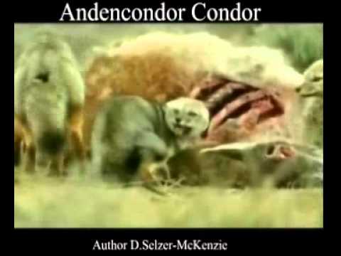 Kondor Condor Andenkondor Animals Wildness Tiere SelMcKenzie Selzer ...