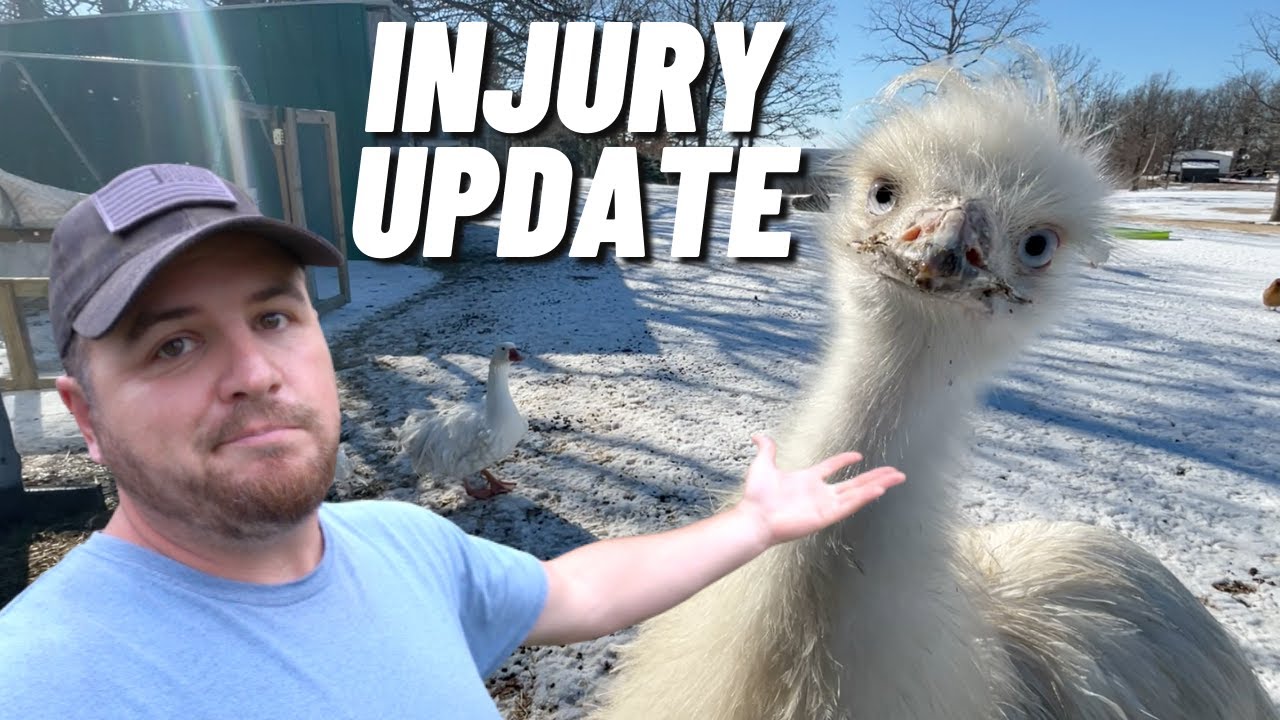 HOW SERIOUS IS YONEG THE EMU'S HEAD INJURY? - YouTube