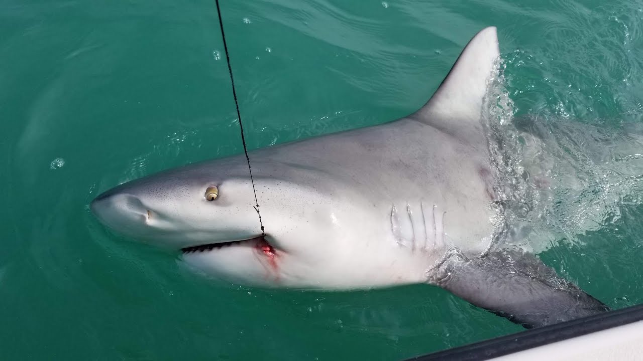 John Budnick and his 350 pound bull shark. 3-11-2020 - YouTube