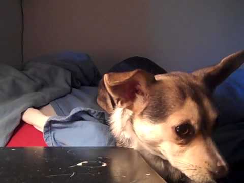 Mr. Wilson the dog gets bummed out by a rainy day, until suddenly ...
