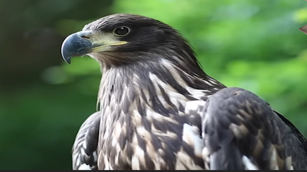 How to pronounce Hawkصقرby Mr Emad - YouTube