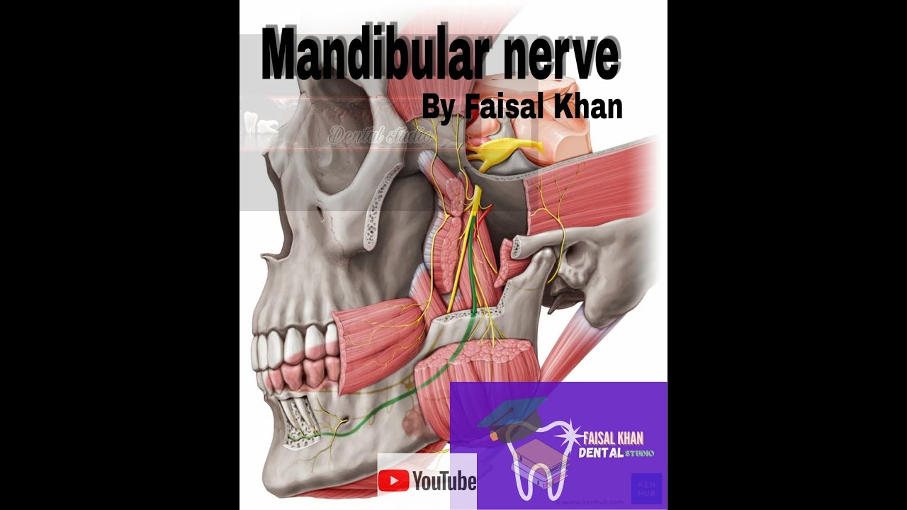 Mandibular division of trigeminal nerve (V3) - YouTube