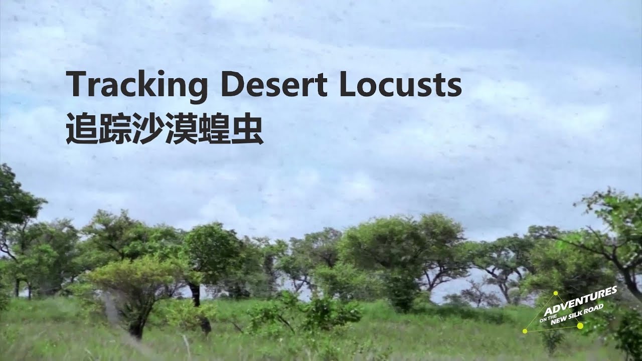 Tracking Desert Locusts 追踪沙漠蝗虫 - YouTube