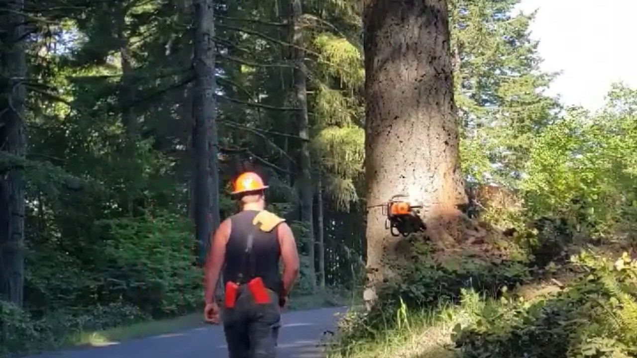 Best Tree Cutting Compilation | Huge Tree Cutting Techniques - YouTube
