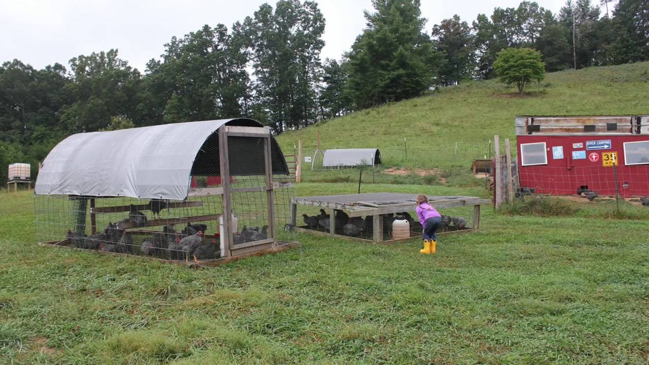 farm to table 26 Pasture Raised Chickens - YouTube