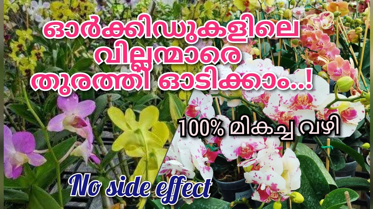 Protect your orchids from insect attacks || Best Insecticides|| And ...