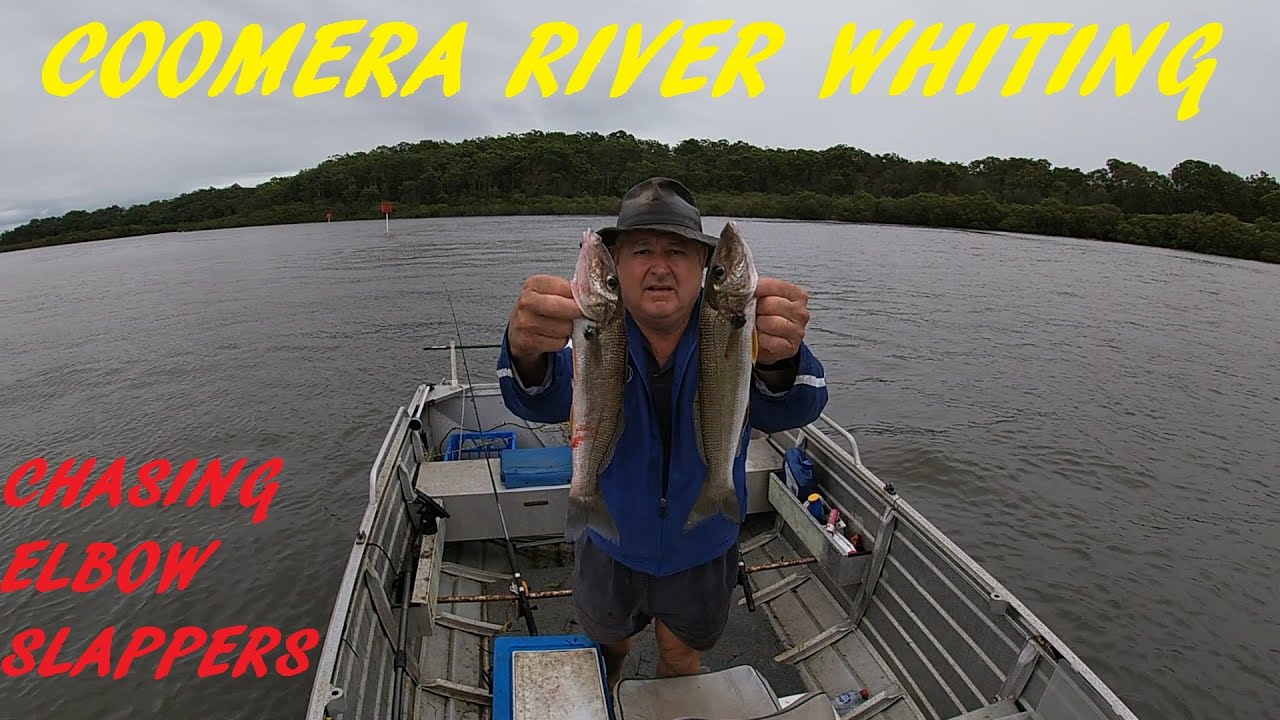 WHITING FISHING COOMERA RIVER 10TH FEB 2024 - YouTube