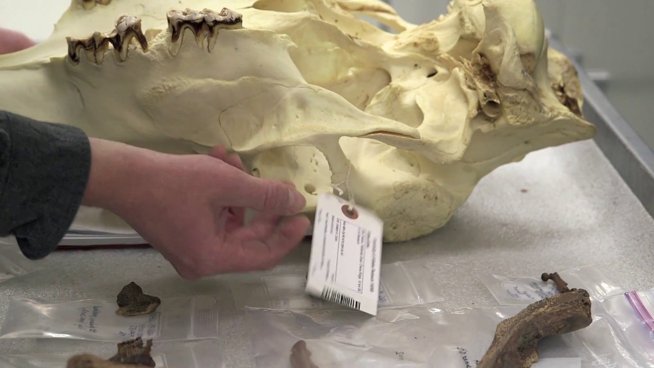 Expedition Alaska ancient bone identification - YouTube
