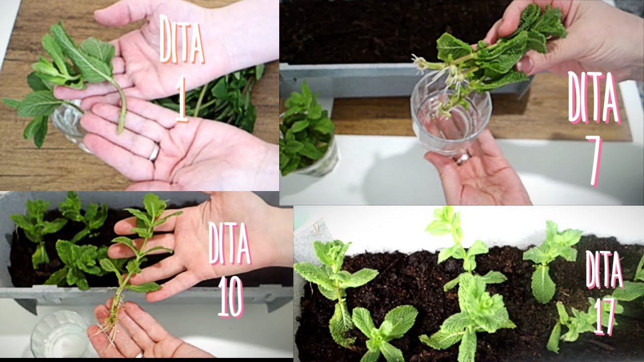 Si te mbjellim nenexhik,menderz, dhjomez duke u prere kercellin-How to ...