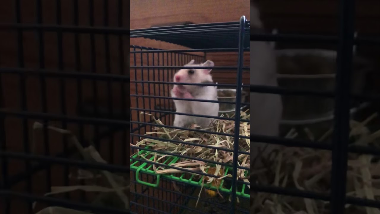 Hamster in United Kingdom / hamster en Reino Unido 🇬🇧 - YouTube