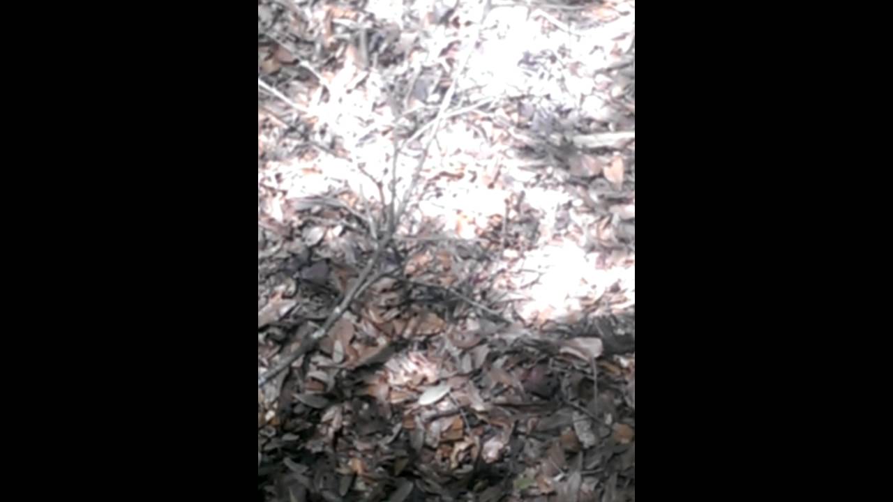 Deciduous Trees Lose Their Leaves In The Fall YouTube deciduous-trees-lose-their-leaves-in-the-fall-youtube