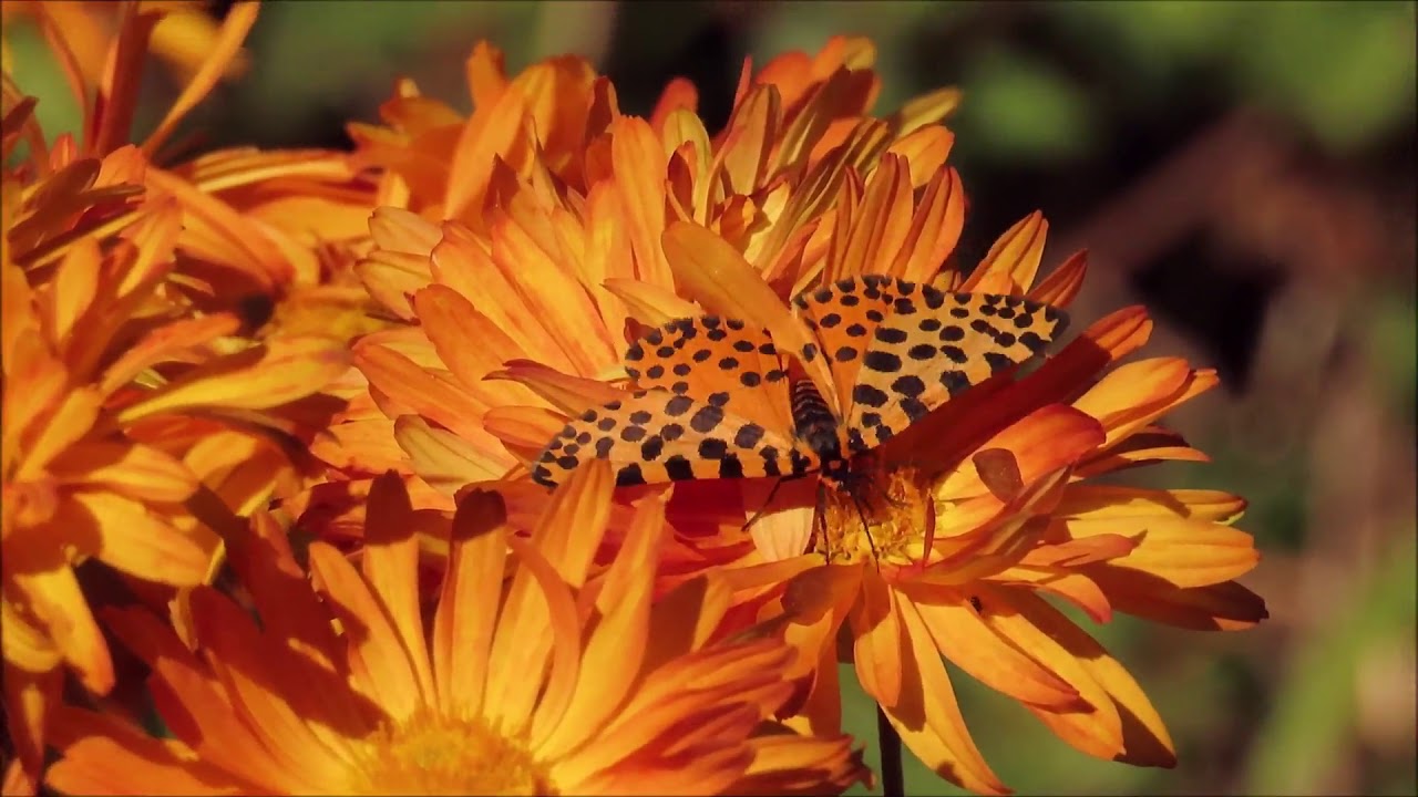 Cycad Looper caterpillar and moth - YouTube