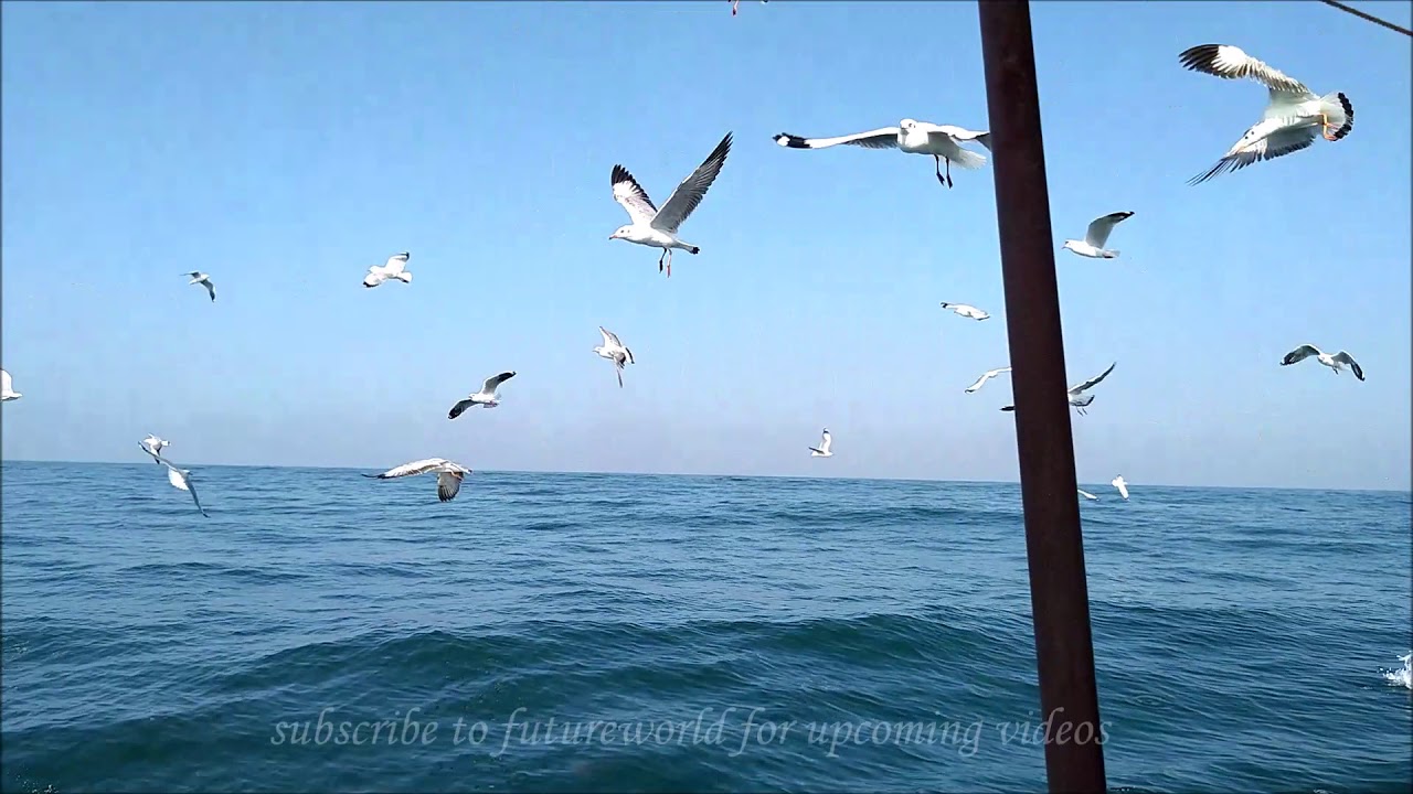 BAT ISLAND TRIP IN GOA | Grand Island Trip - Goa | Monkey Beach | - YouTube