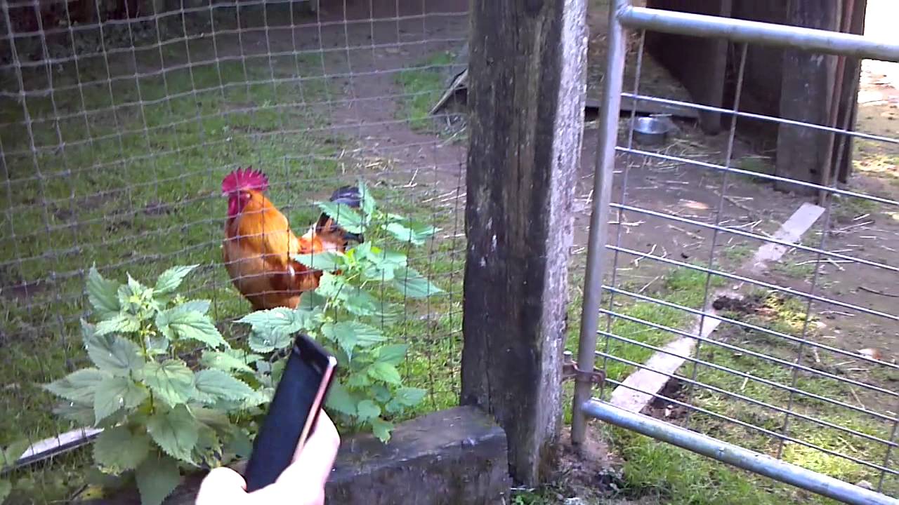 Rooster crow/kangaroo farm - YouTube
