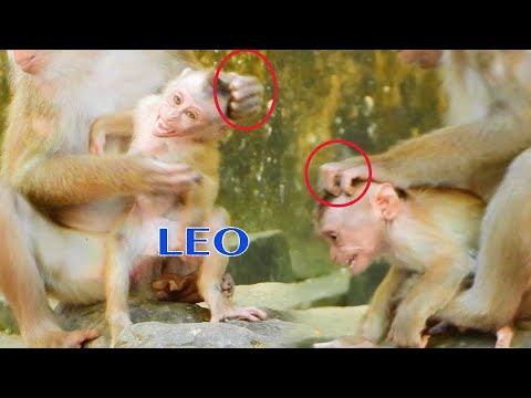 Super Screaming Shaking Body Baby LEO During Mom Libby Try To Catch His ...