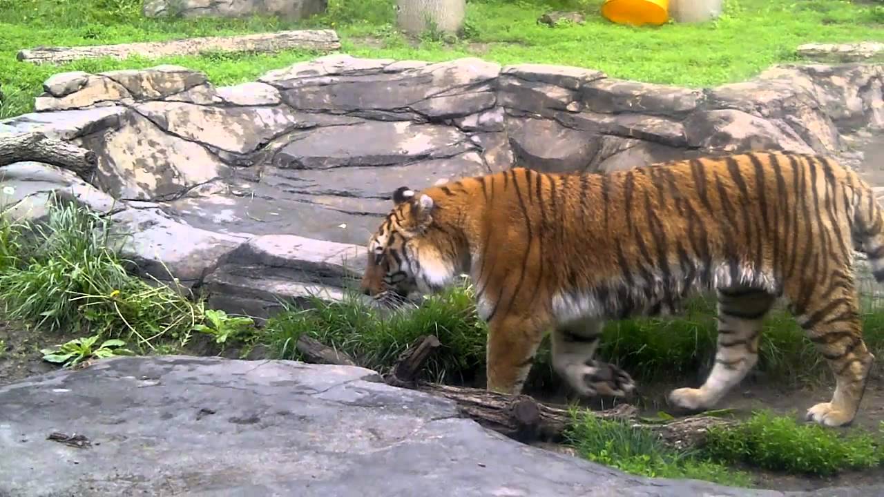 blank park zoo tiger - YouTube