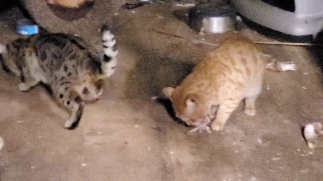F2 bobcat hybrid cats one love family farms - YouTube
