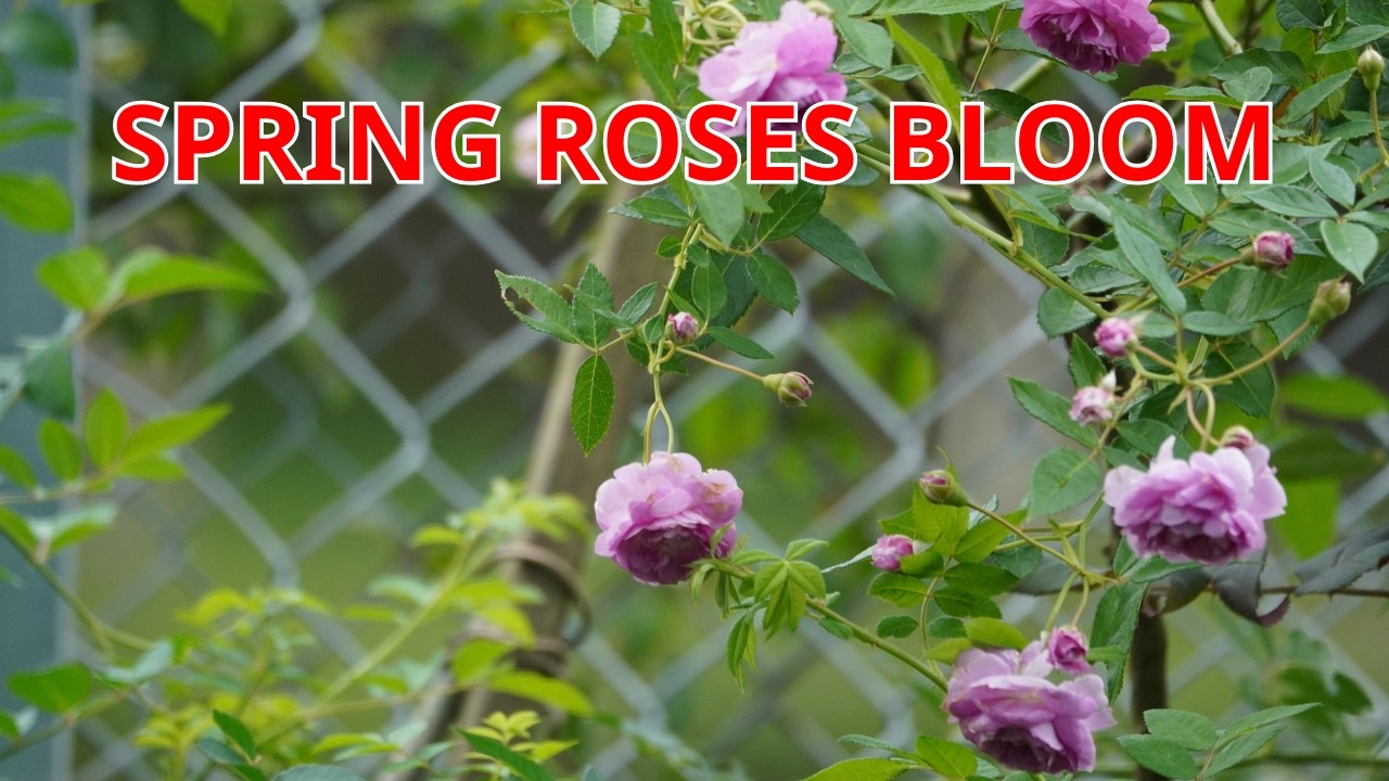 Spring Rose Garden Tour 🌸 | Beautiful Roses Blooming in Nature - YouTube