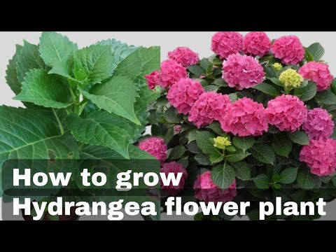 How to grow Hydrangea flower plant ? Best soil mixture for Hydrangea ...