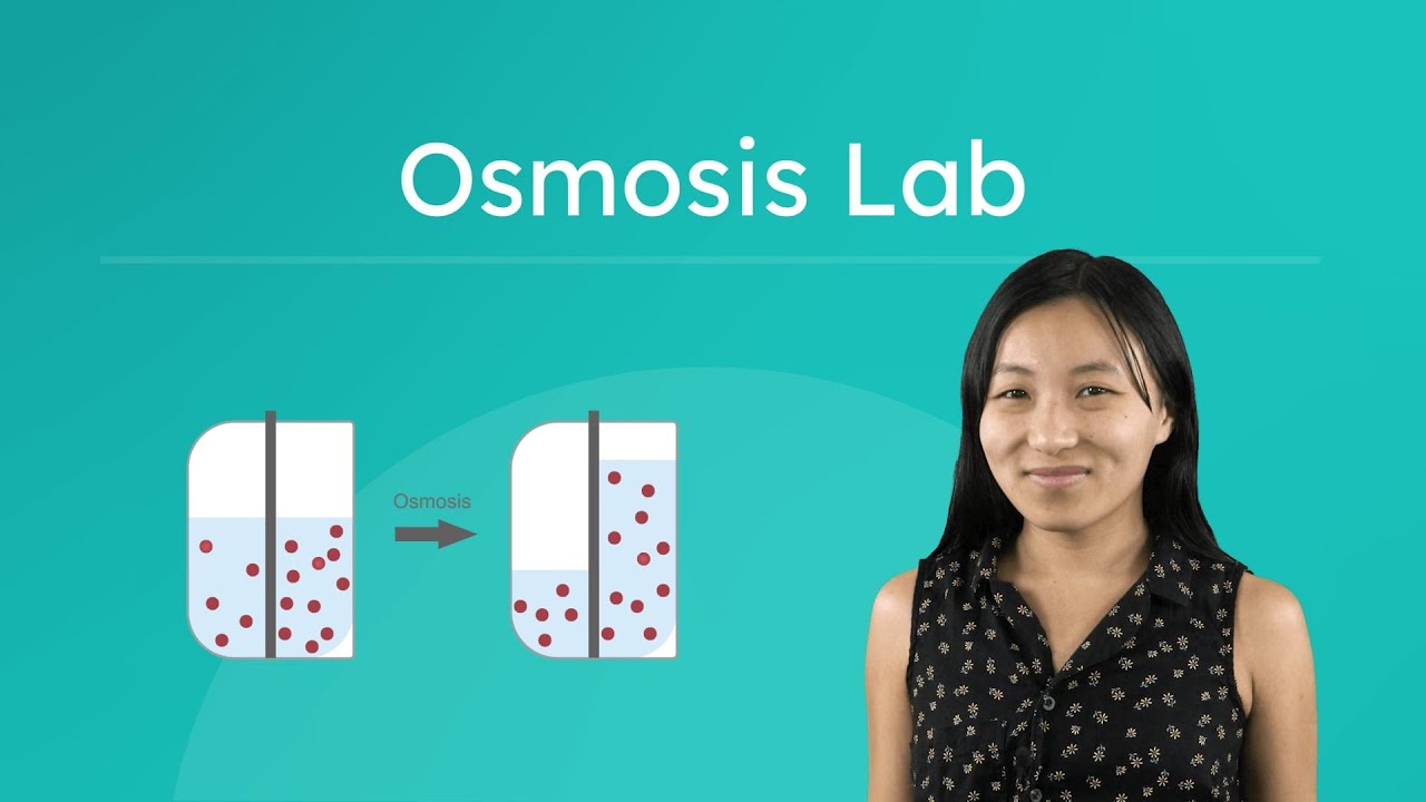 Osmosis Lab - Water Movement Across a Membrane - YouTube