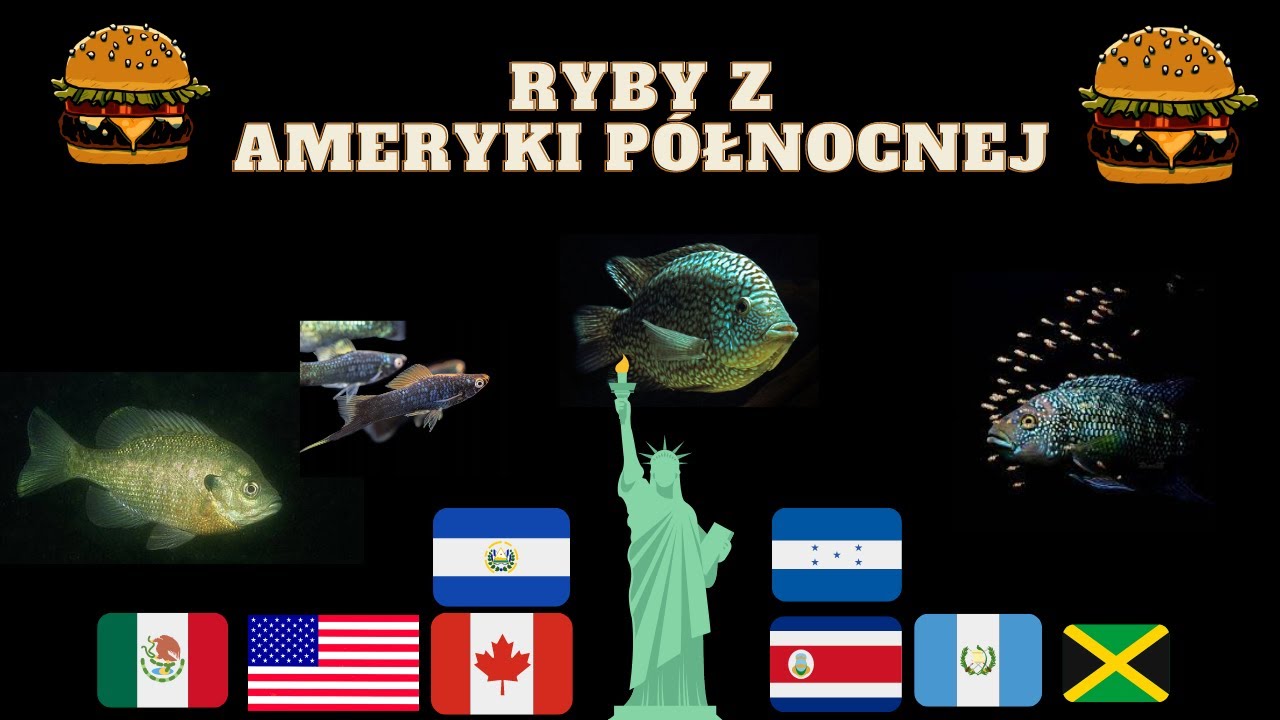 Ryby z AMERYKI PÓŁNOCNEJ ( Around the world #3 ) - YouTube