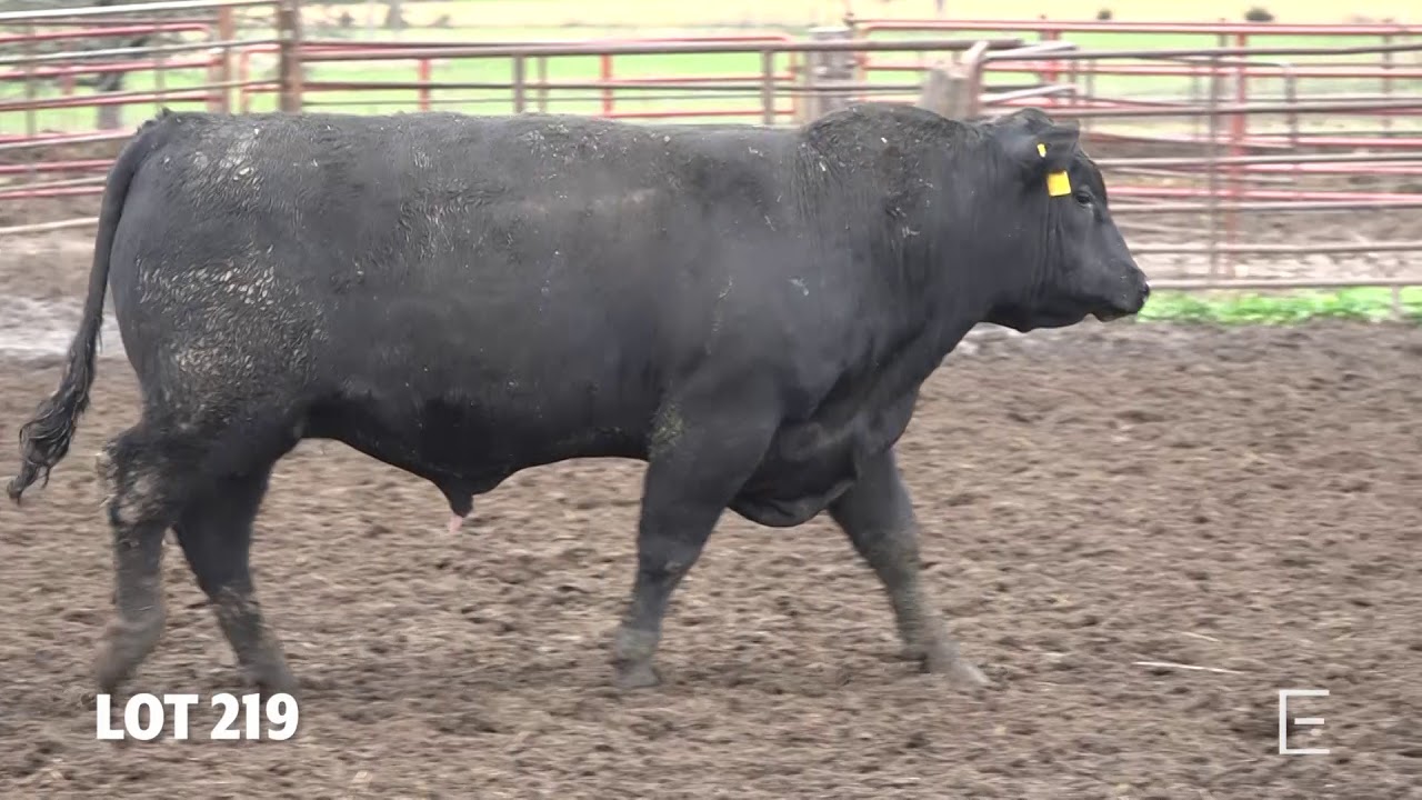 Ogden Angus Ranch LOT 219 - YouTube