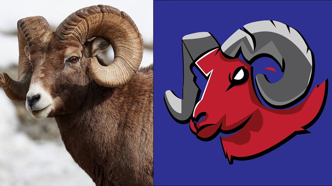 Adobe Illustrator Tutorial: How to Design Mascot Logo | Draw Goat ...