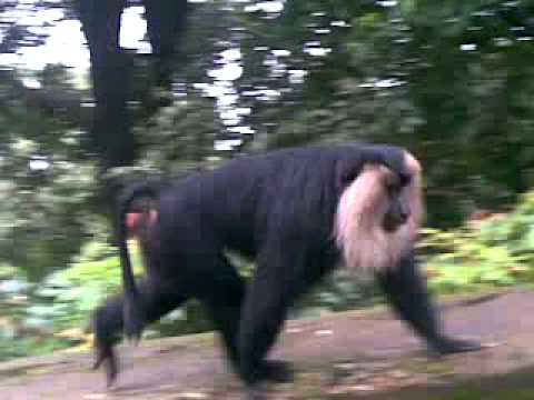 Baboon At agumbe ghat , karnataka , india. - YouTube