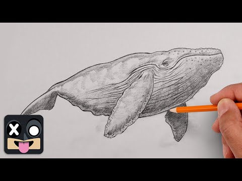 How To Draw a Blue Whale | Step by Step Sketch Course