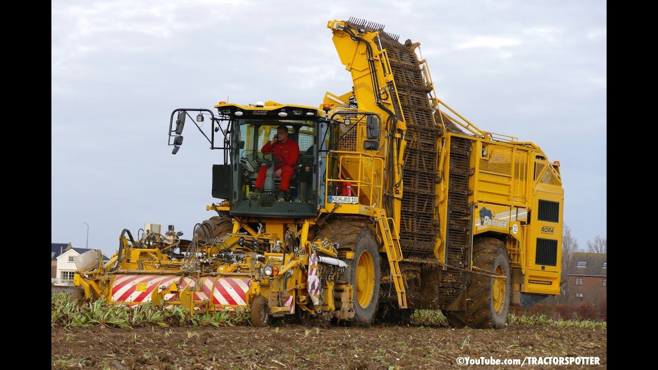chicory lifting / chicorei rooien | Ropa Panther 6 row beet harvester ...