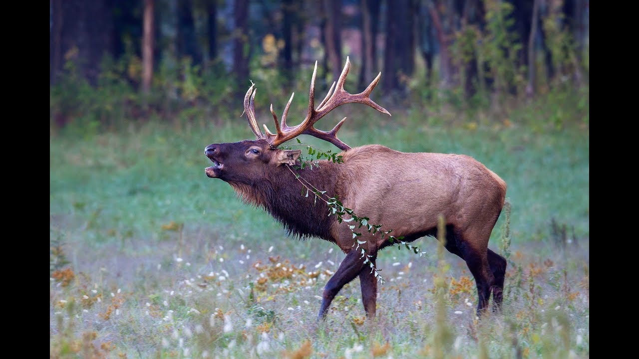 Elk Hunt Raffle, Don't Miss It! - TN WildCast 145 - YouTube