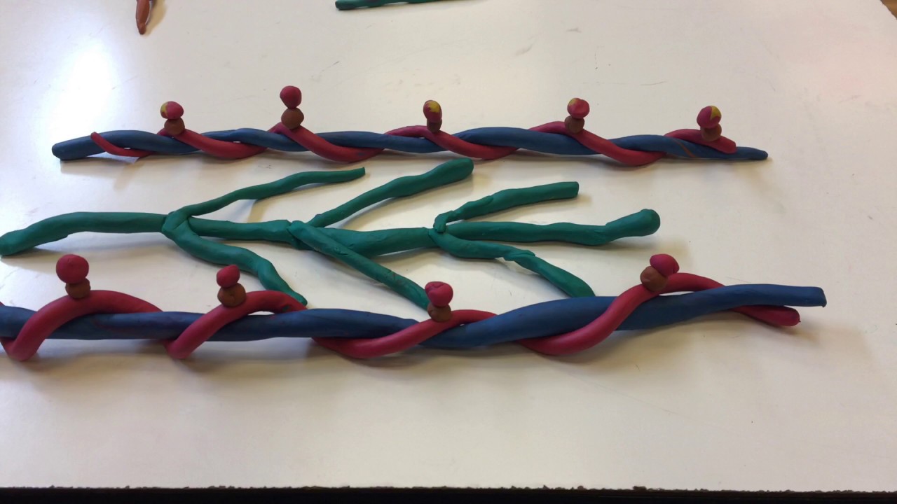 Muscle Contraction - Stop Motion - YouTube