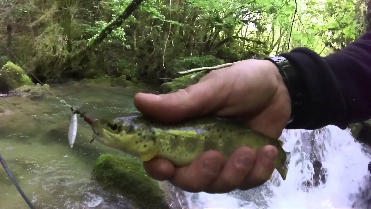Pêche de la truites fario en torrent fario - YouTube