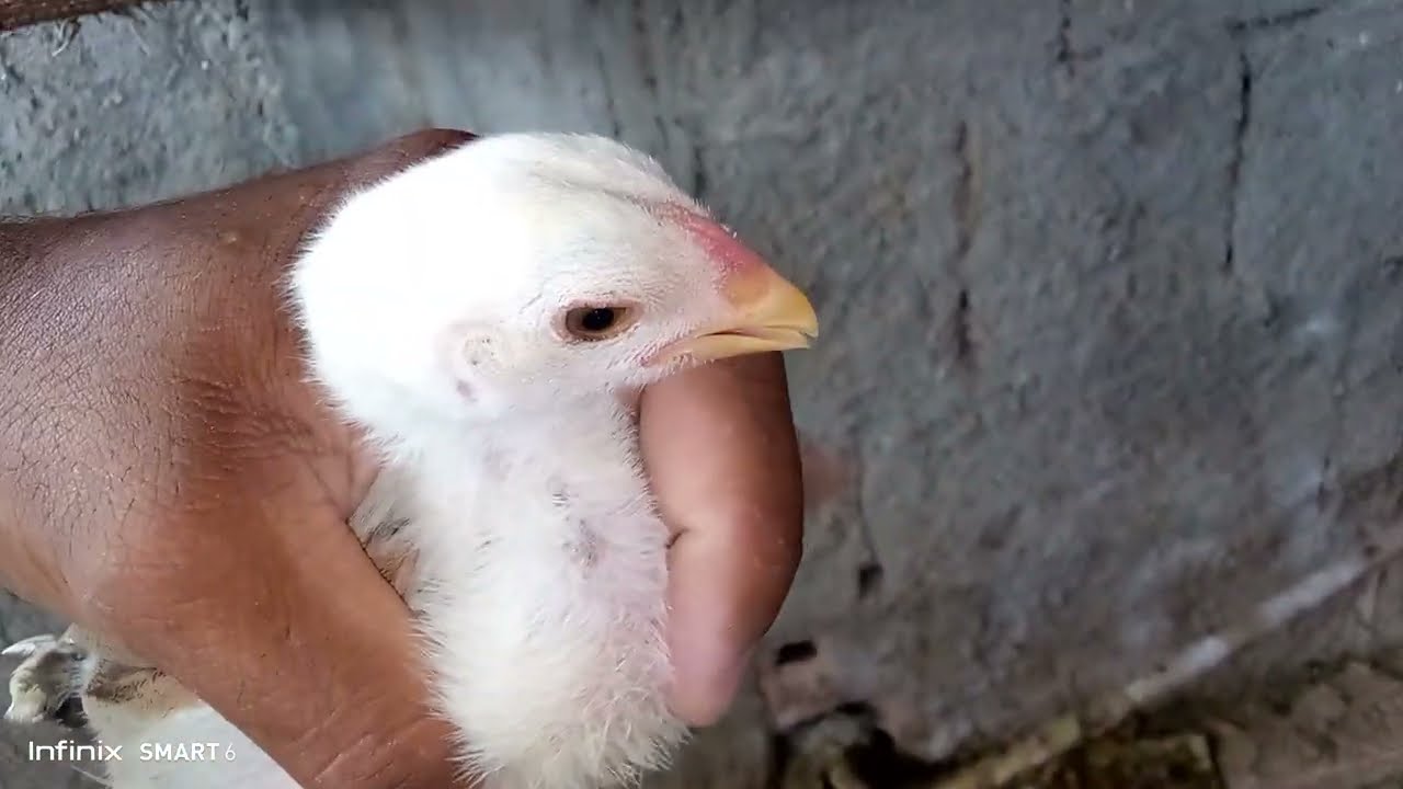 como saber se o pinto é macho ou fêmea 🤔🤔 aprenda a conhecer aqui - YouTube