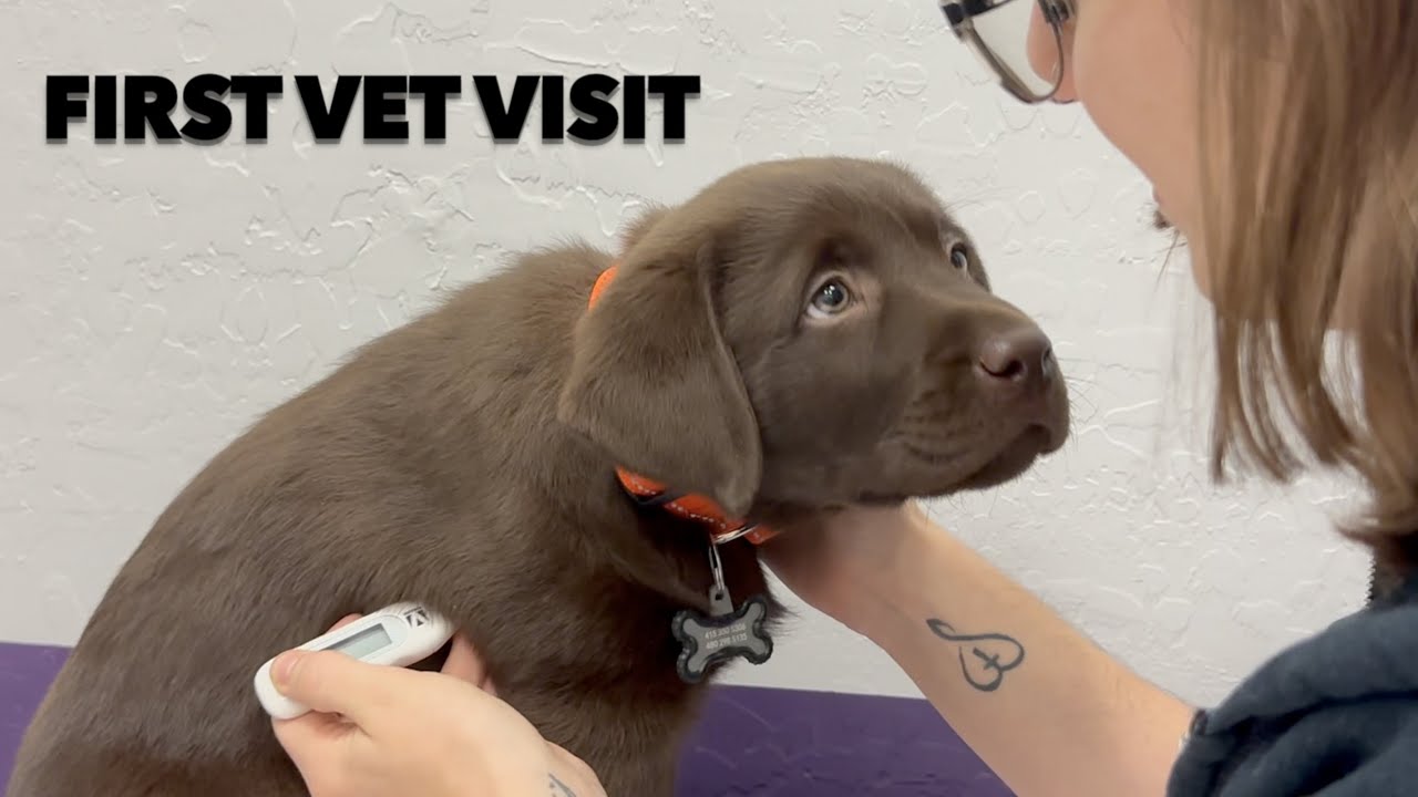 PUPPY'S FIRST VET VISIT !!! - YouTube