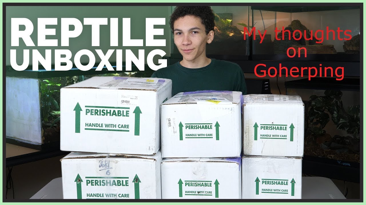 My Thoughts on GoHerping's Reptile Videos / youtuber reviews (Outdated ...