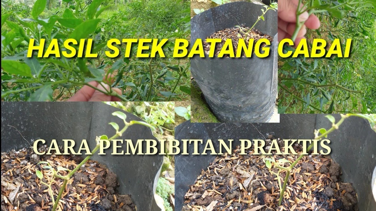 Praktis, Stek Batang Cabai Untuk Pembibitan - YouTube