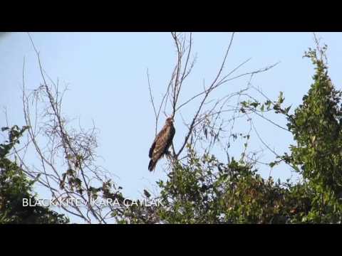 Black Kite / Kara Çaylak