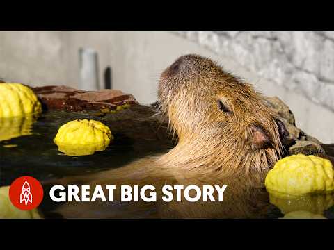 The World's Most Relaxed Rodents - Capybaras | Safe Videos for Kids