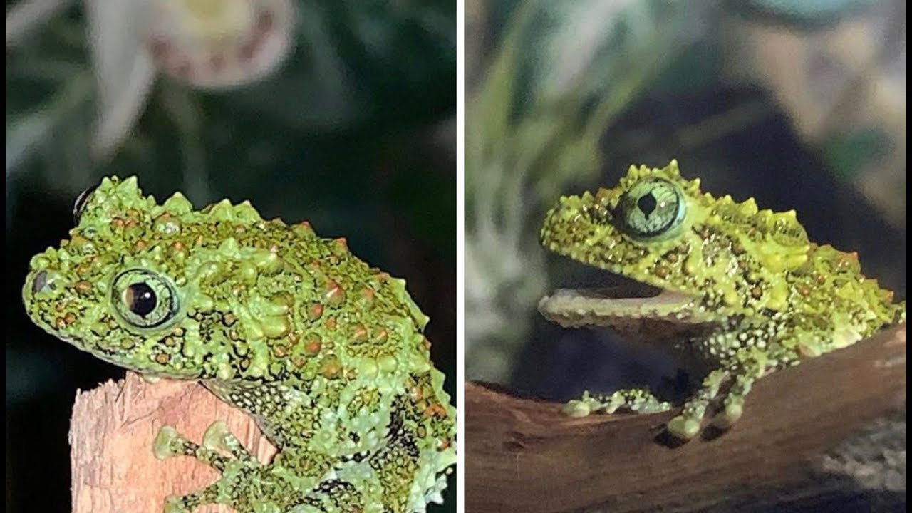 Herptile Intros Episode 6: Meet the Vietnamese Mossy Tree Frogs - YouTube