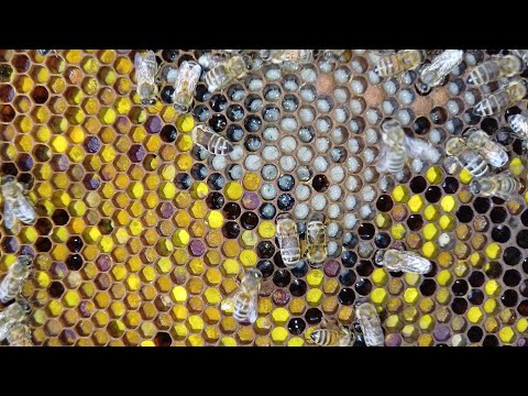 O zi calda cu polen si nectar, bag rame la ouat