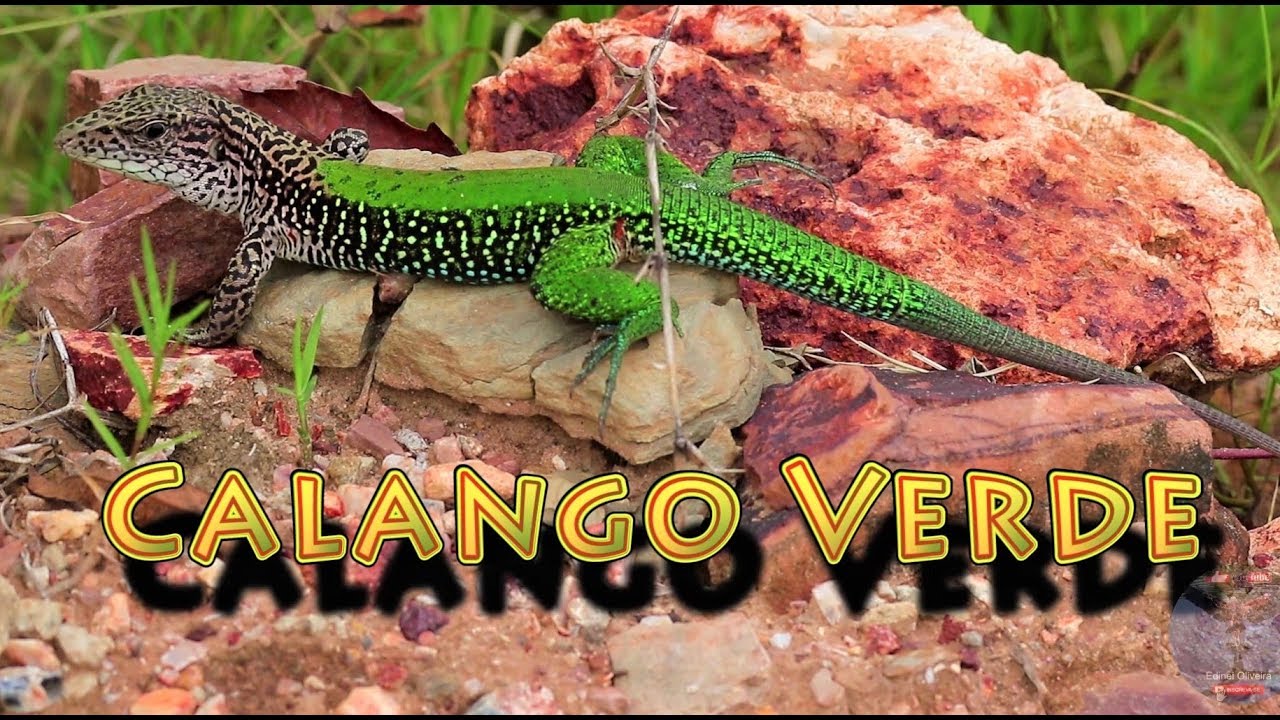 Calango Verde do Pantanal - YouTube
